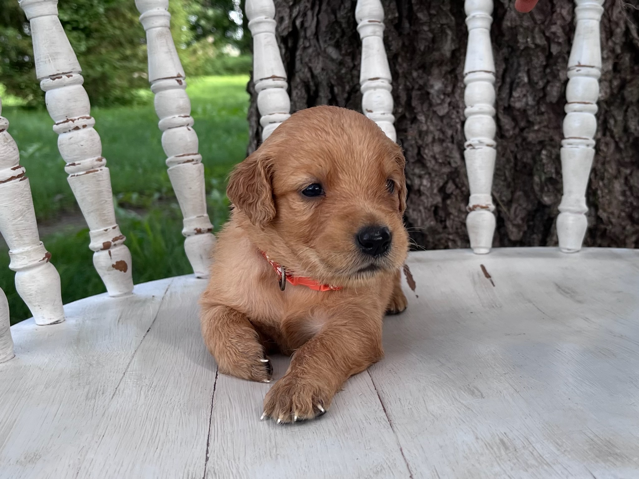 Puppies and upcoming litters! – Martin's Homestead